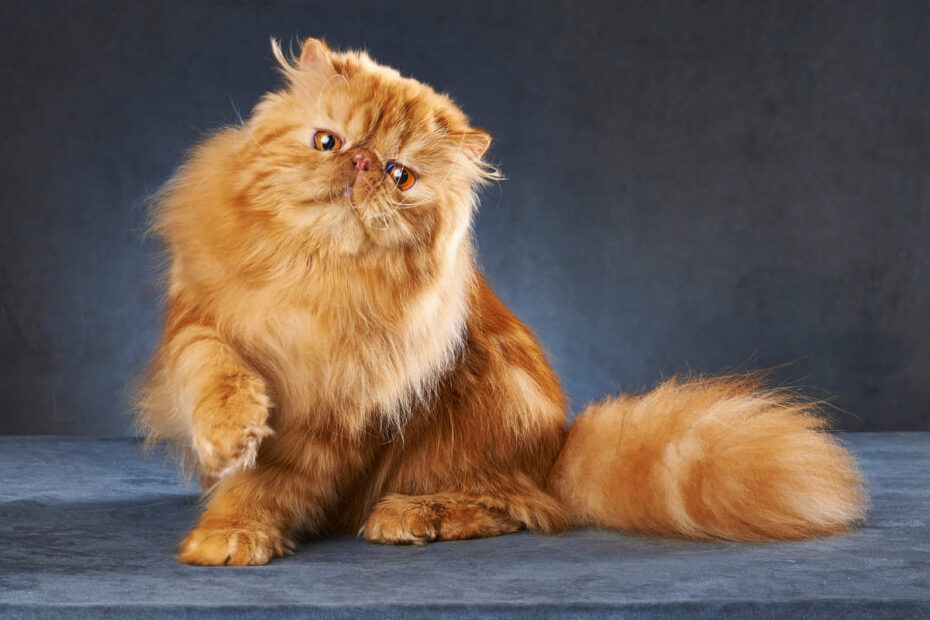 10 Nomes Criativos e Únicos para Gatos: Inspire-se para Escolher o Nome ...